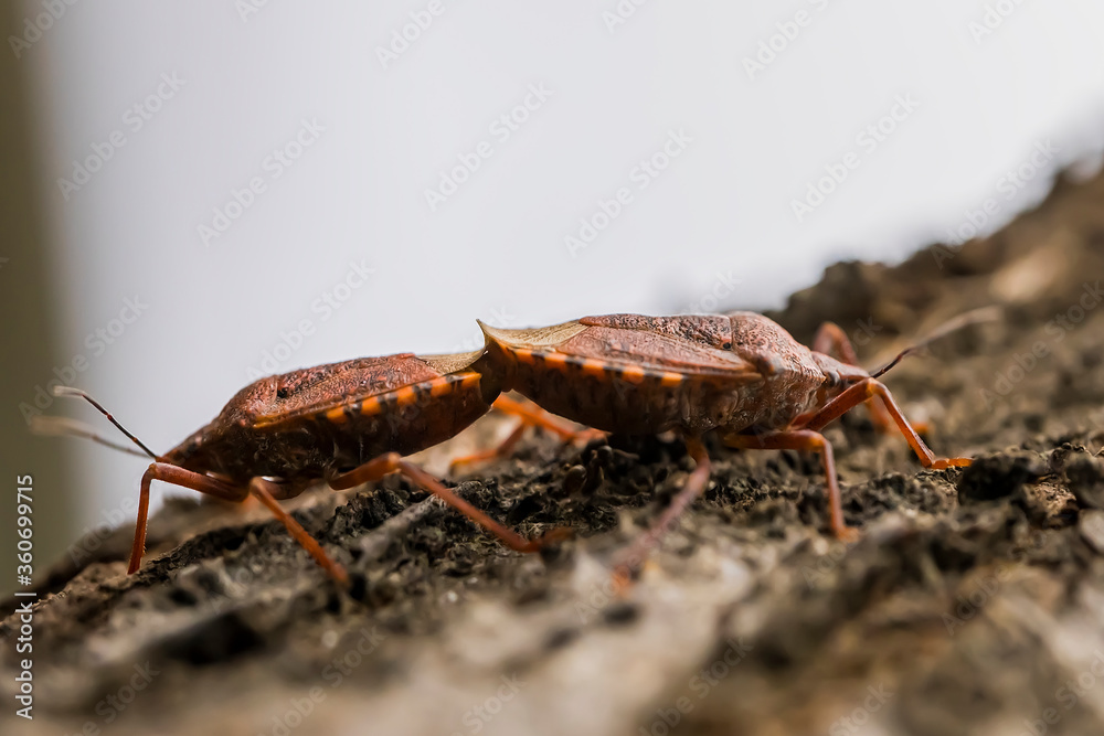 Mating bugs. Two bugs. Macro photo. insects on the surface of a tree ...