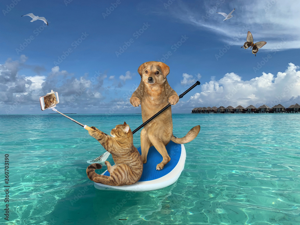 The beige dog with a cat are floating on a stand up paddle board along ...