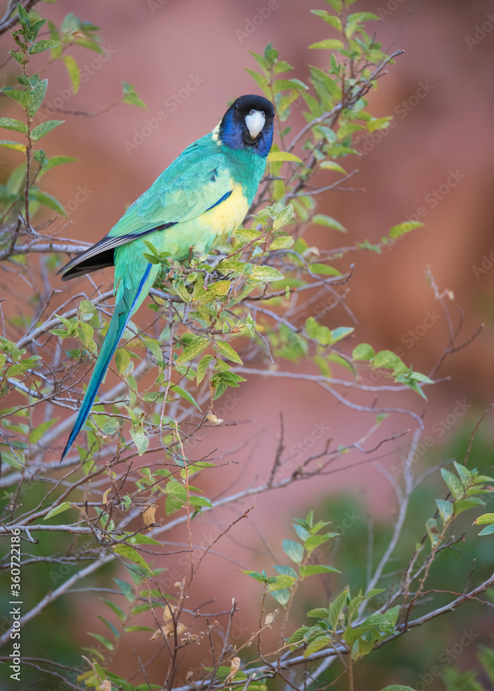 Foto de The "Port Lincoln" subspecies of Australian Ringneck perches in ...