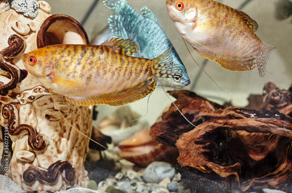 Tropical gourami fish trichogaster in the aquarium. Colourfull fishes ...