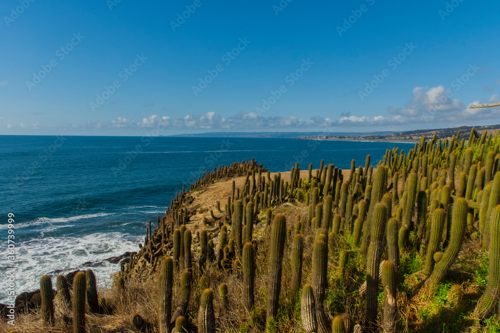 Pichilemu Cahuil Punta de Lobos Chile sexta region de Chile mar rocas ...
