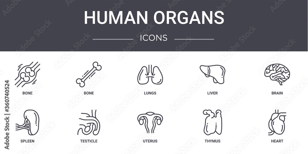 human organs concept line icons set. contains icons usable for web ...