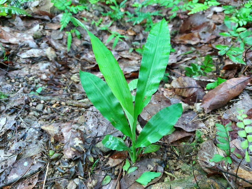 Repair grass has a scientific name Centotheca lappacea is a plant in ...