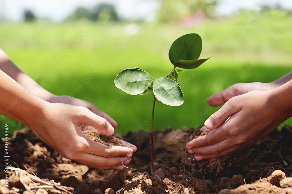 people helping planting tree in nature for save earth. environment eco ...