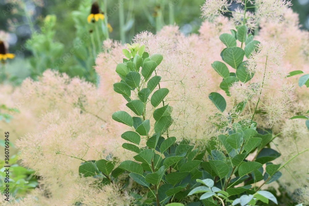 Smoke tree is Anacardiaceae deciduous tree, which becomes smoke-like ...