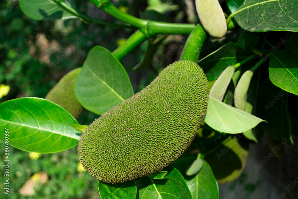 Asian summer fruits named Jackfruit scientific name Artocarpus ...