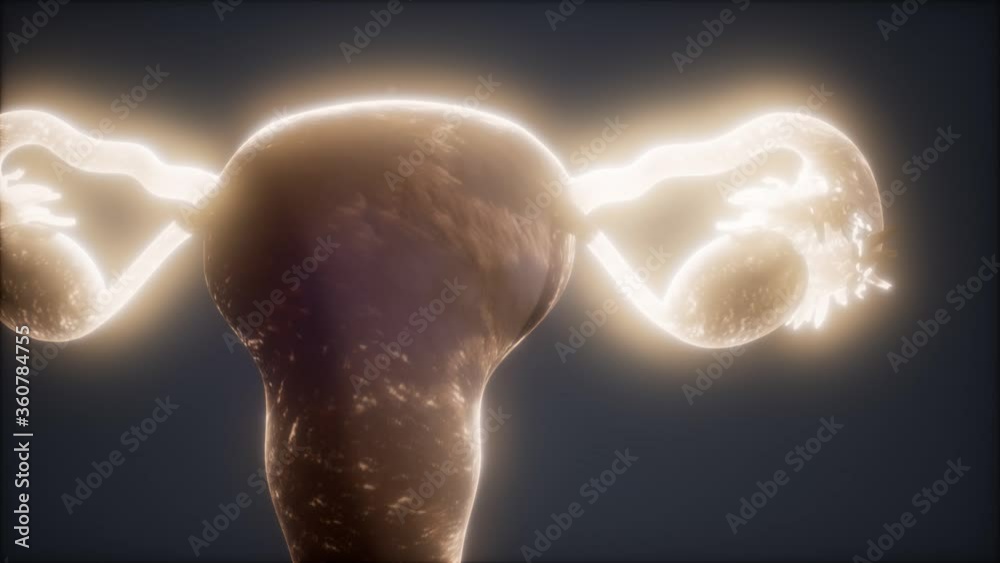 Female Reproductive System Anatomy animation Stock Video | Adobe Stock
