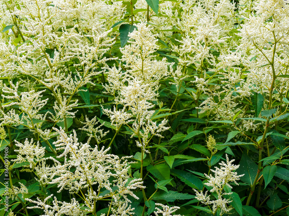 (Persicaria polymorpha) Renouée polymorphe ou persicaire polymorphe ...