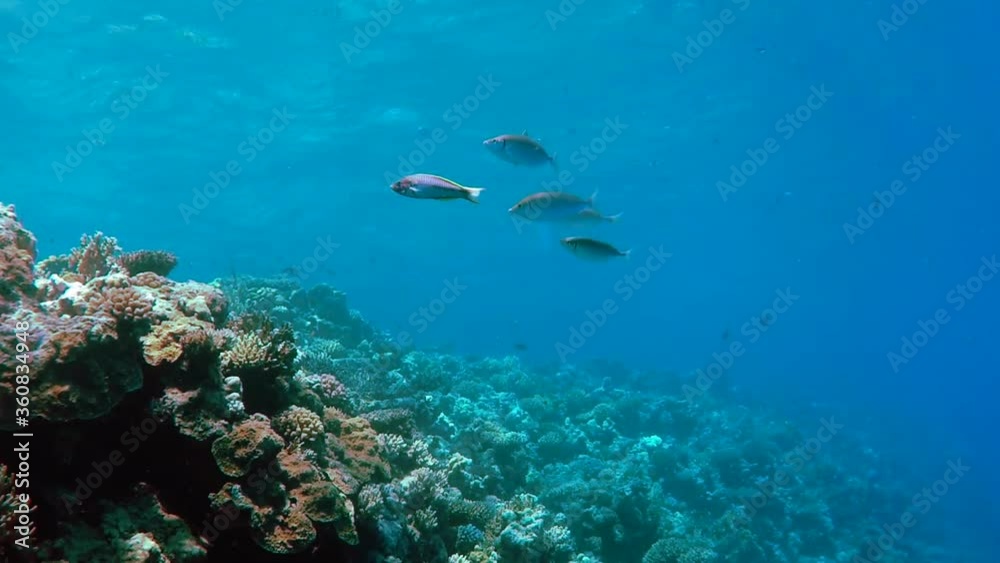 Fish are eating a Jellyfish at the side of a reef in the Red Sea in ...