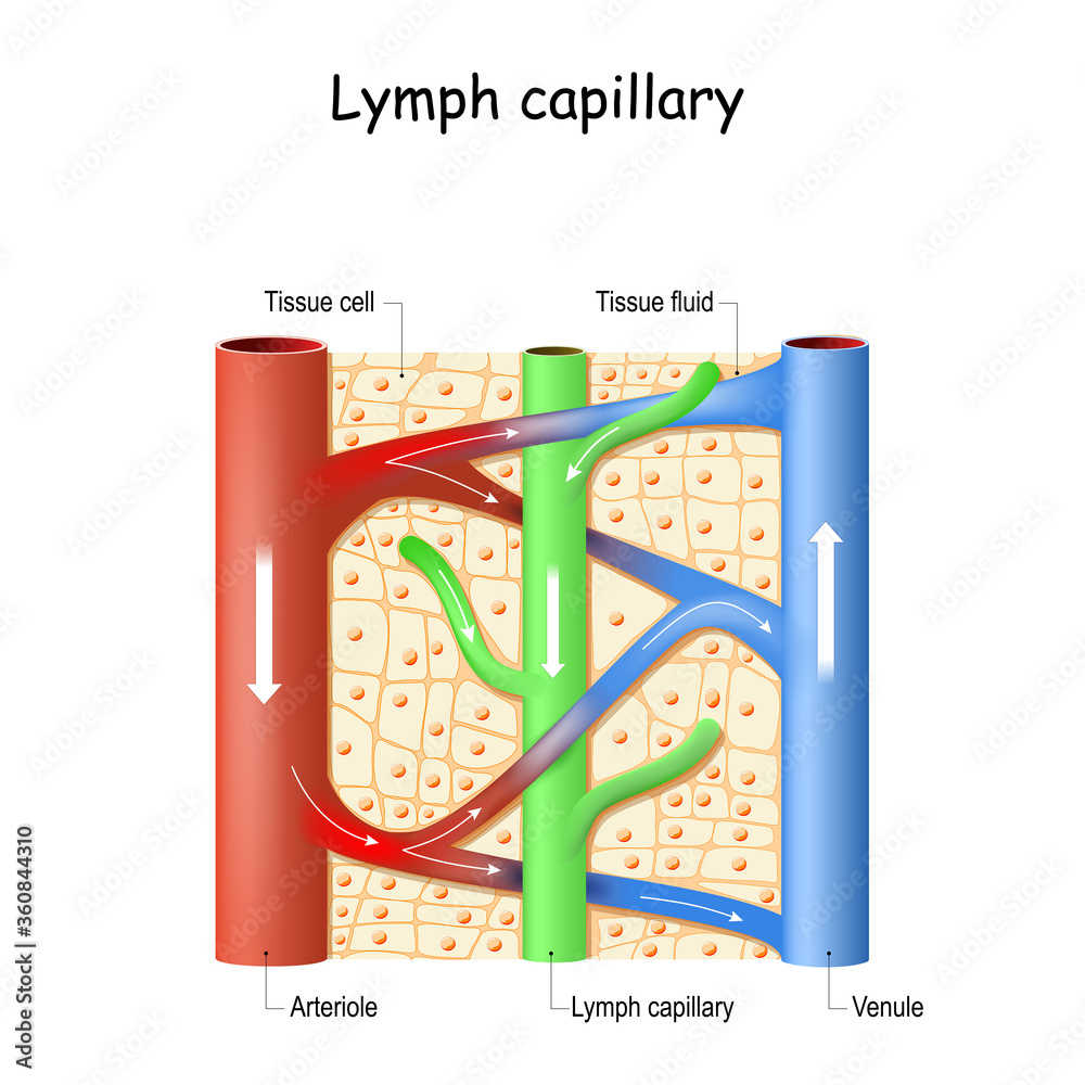 Lymph capillary in human tissue. Blood vessel: Venule and Arteriole ...