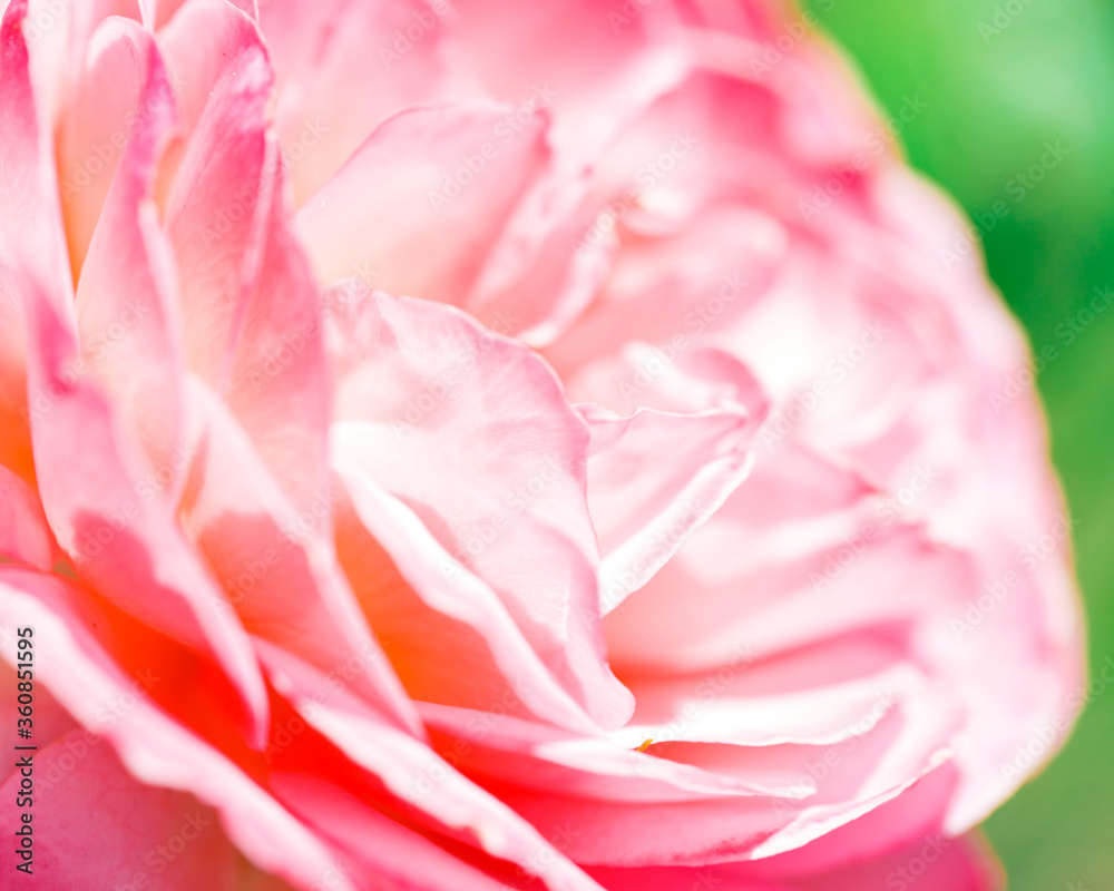 Tender roses. Background of blooming roses flowers. Sunny natural light ...