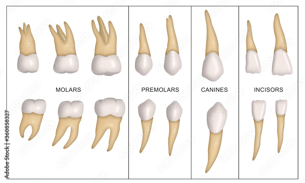 Types of human teeth Stock Illustration | Adobe Stock