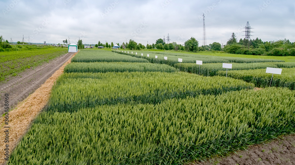 demonstration sectors of plot grain crops, new varieties in agriculture ...