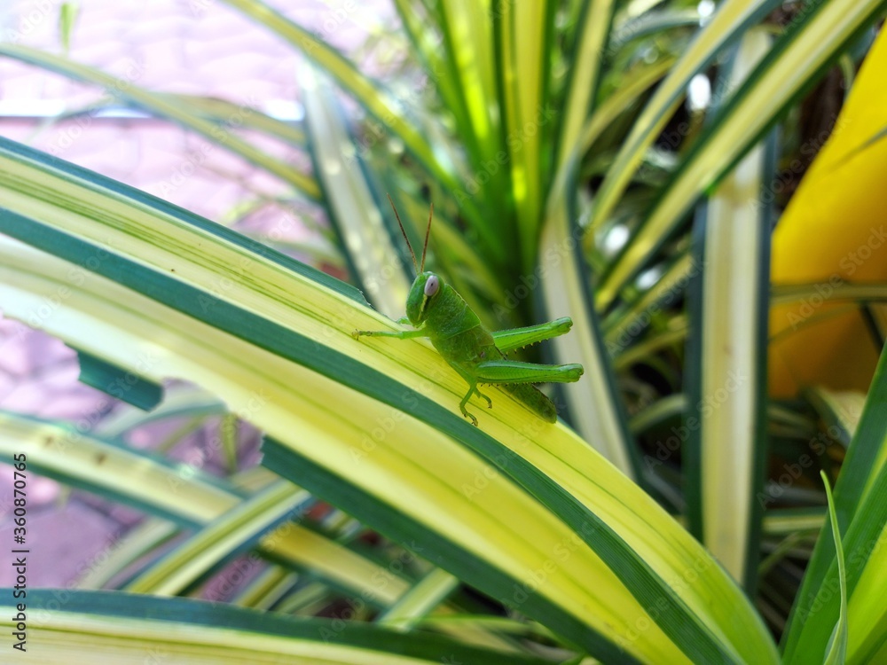 Grasshoppers are insects that rank in the Orthoptera rank. They are all ...