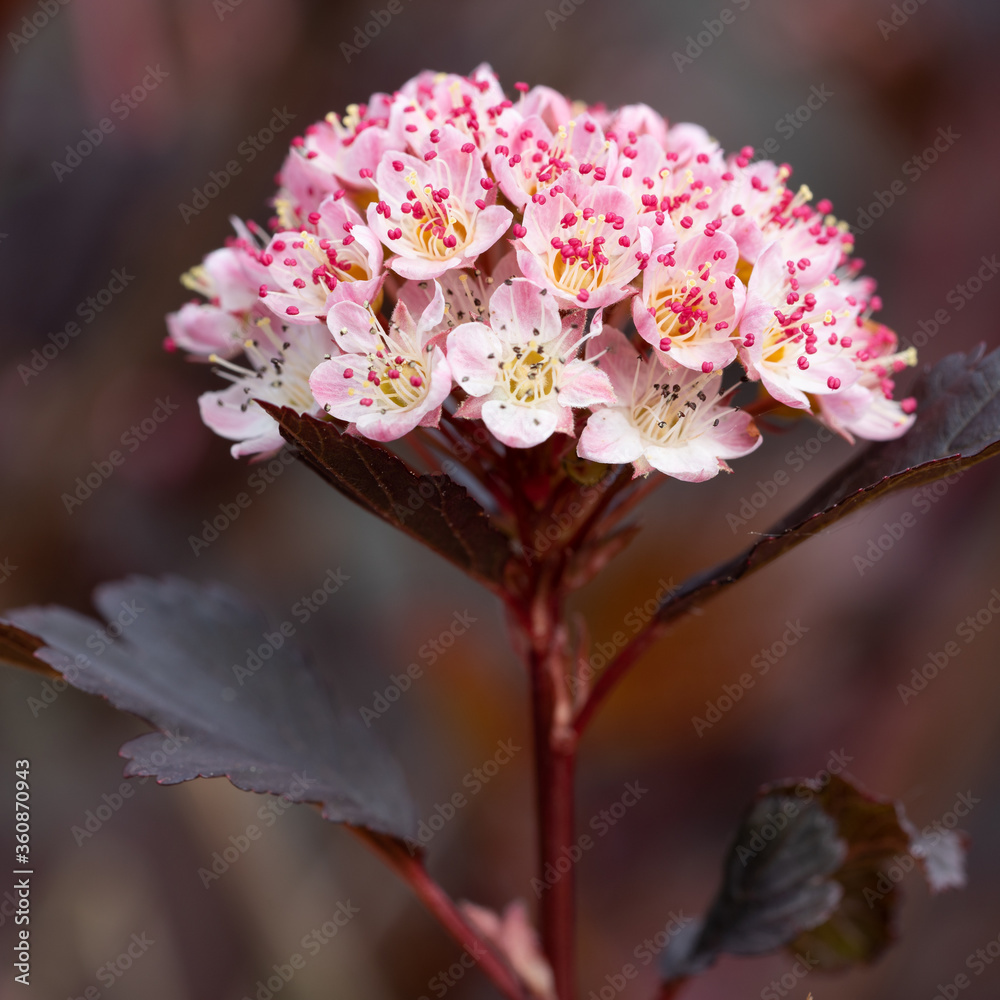 Common ninebark, Physocarpus opulifolius Stock Photo | Adobe Stock
