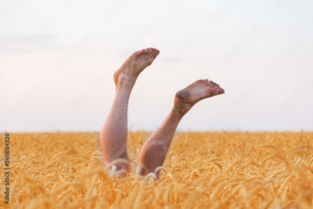 Bare legs upwards from field of ripe wheat. feet up in sky background ...