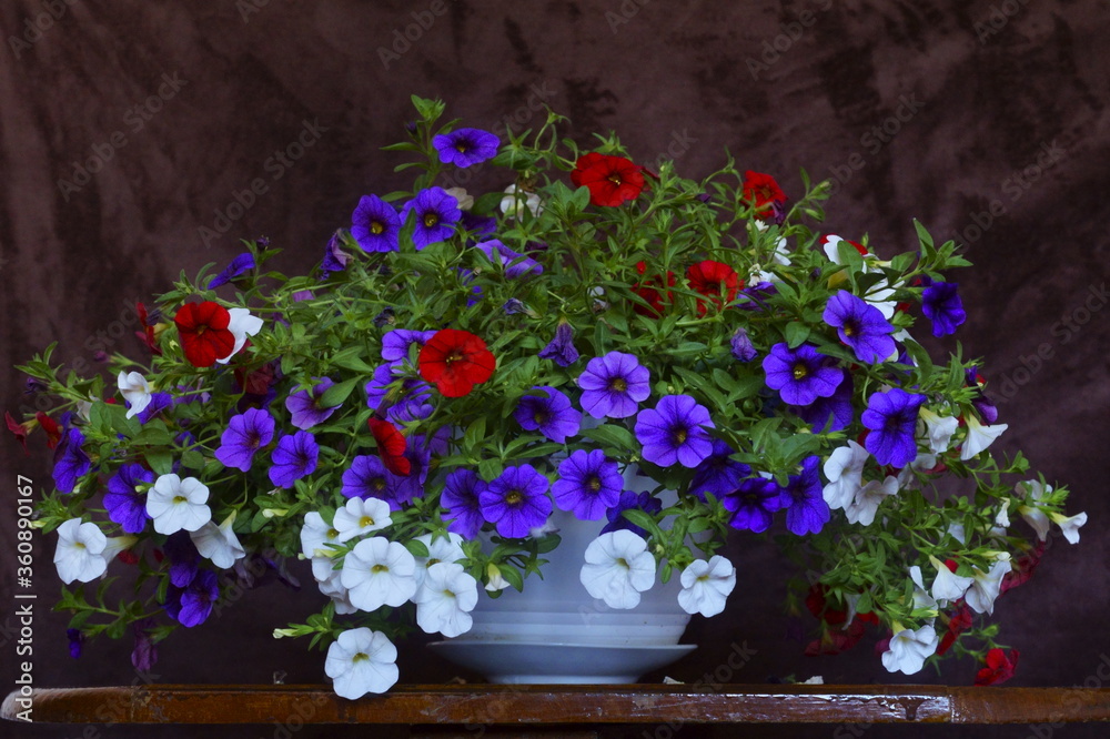 Beautiful background with colourful seaside petunia, calibrachoa ...