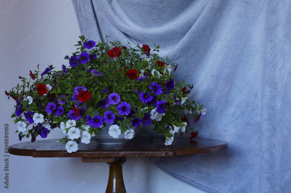 Beautiful background with colourful seaside petunia, calibrachoa ...