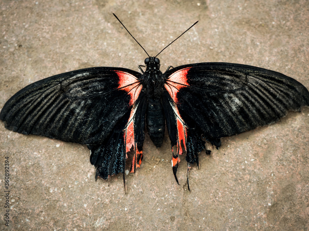 butterfly Stock Photo | Adobe Stock