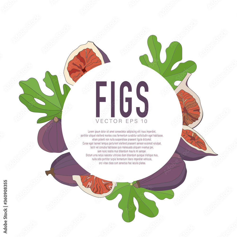 Vector illustration of figs, whole and in section. Ripe fruits ...