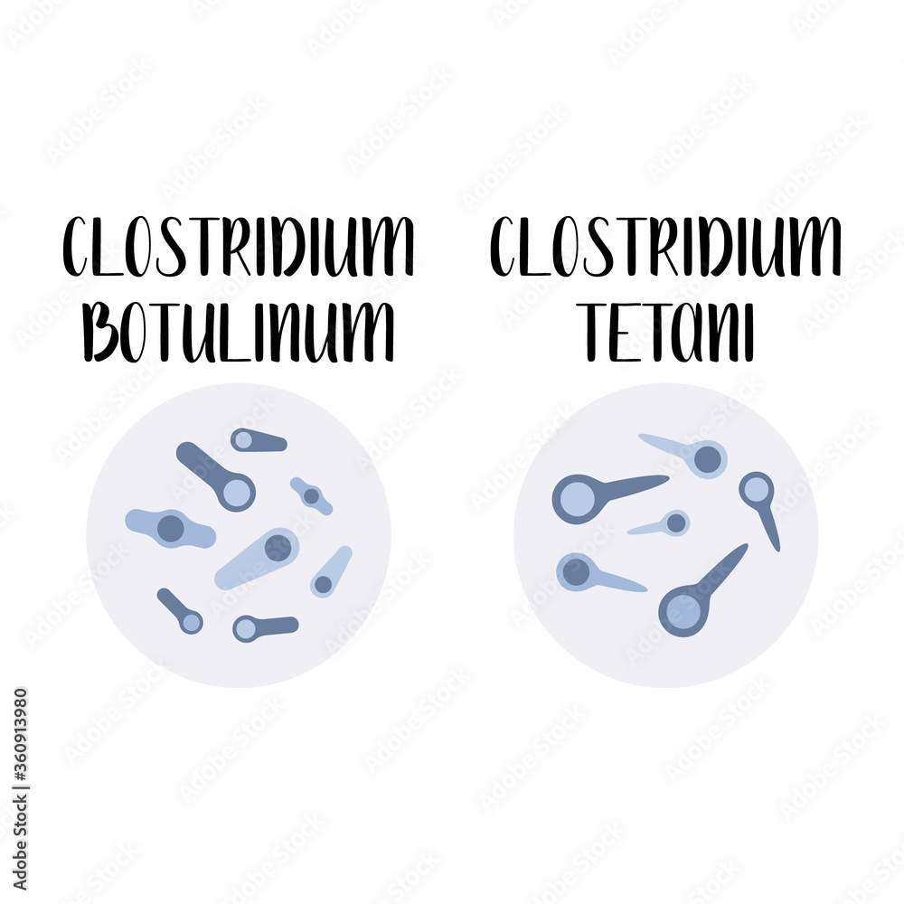 Clostridium botulinum, clostridium tetani, pathogen. Rod-shaped, gram ...
