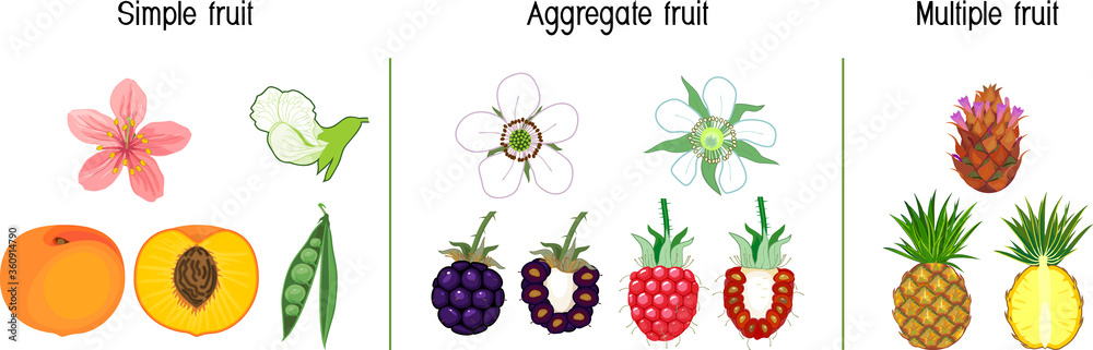 Different types of fruits: simple, aggregate and multiple. Scheme for ...