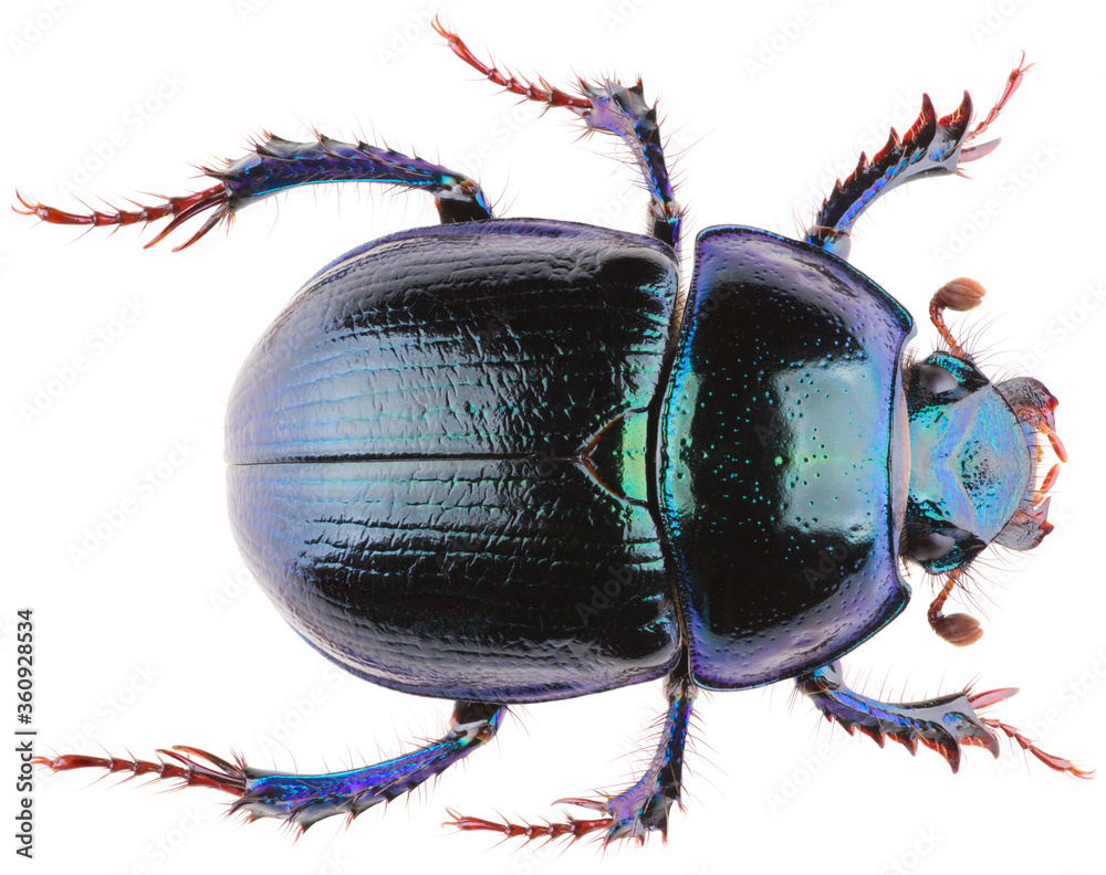 Anoplotrupes stercorosus dor beetle, is a species of earth-boring dung beetle belonging to the ...