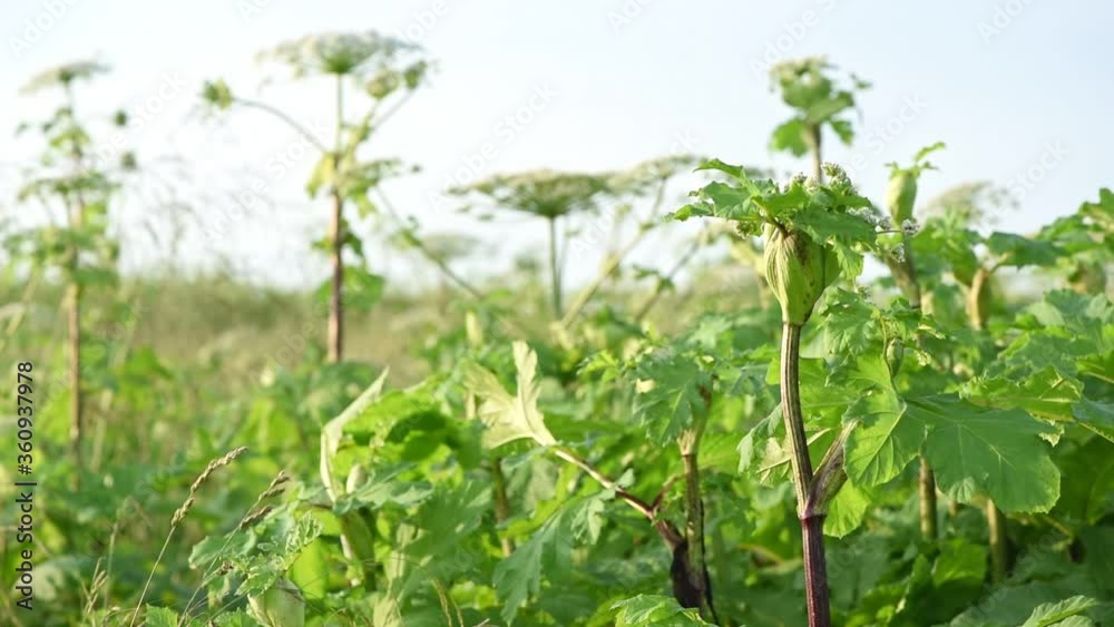 Vídeo do Stock: Many dangerous poisonous plants Giant Hogweed ...