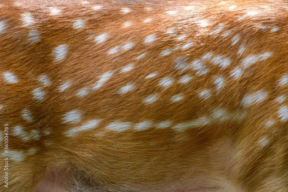 Deer skin pattern white spot in picture Stock Photo | Adobe Stock