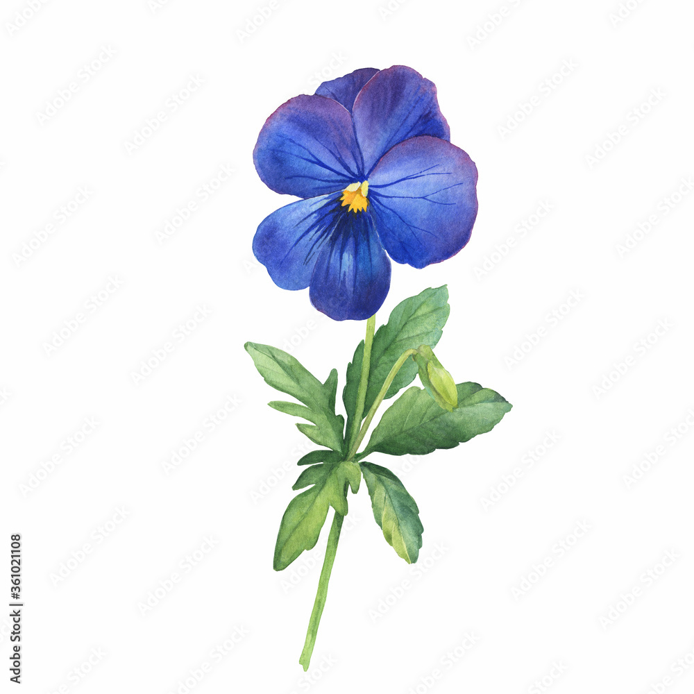Viola Plant Drawing