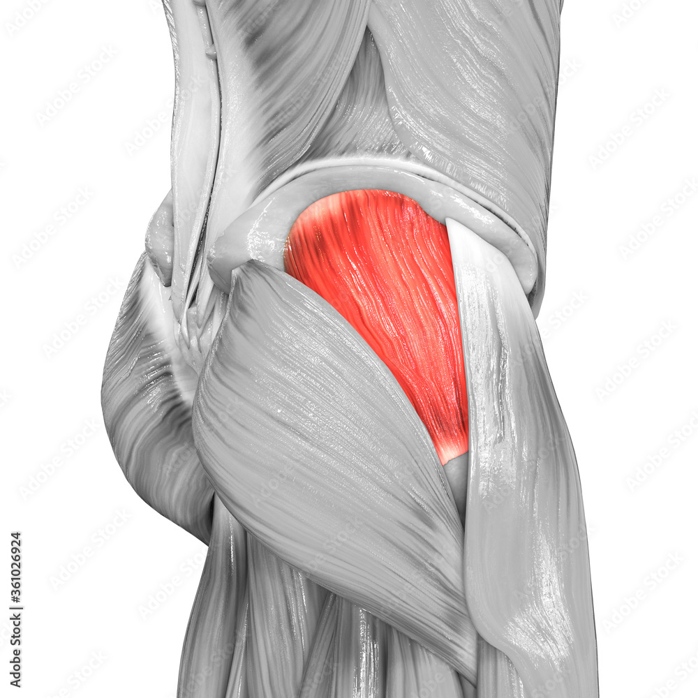 Human Muscular System Leg Muscles Gluteus Medius Muscle Anatomy Stock ...