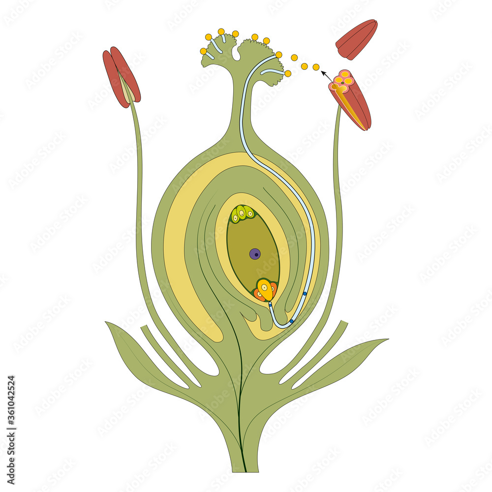 Embryo in Flowering Plants. Ovary structure and fertilization Stock ...
