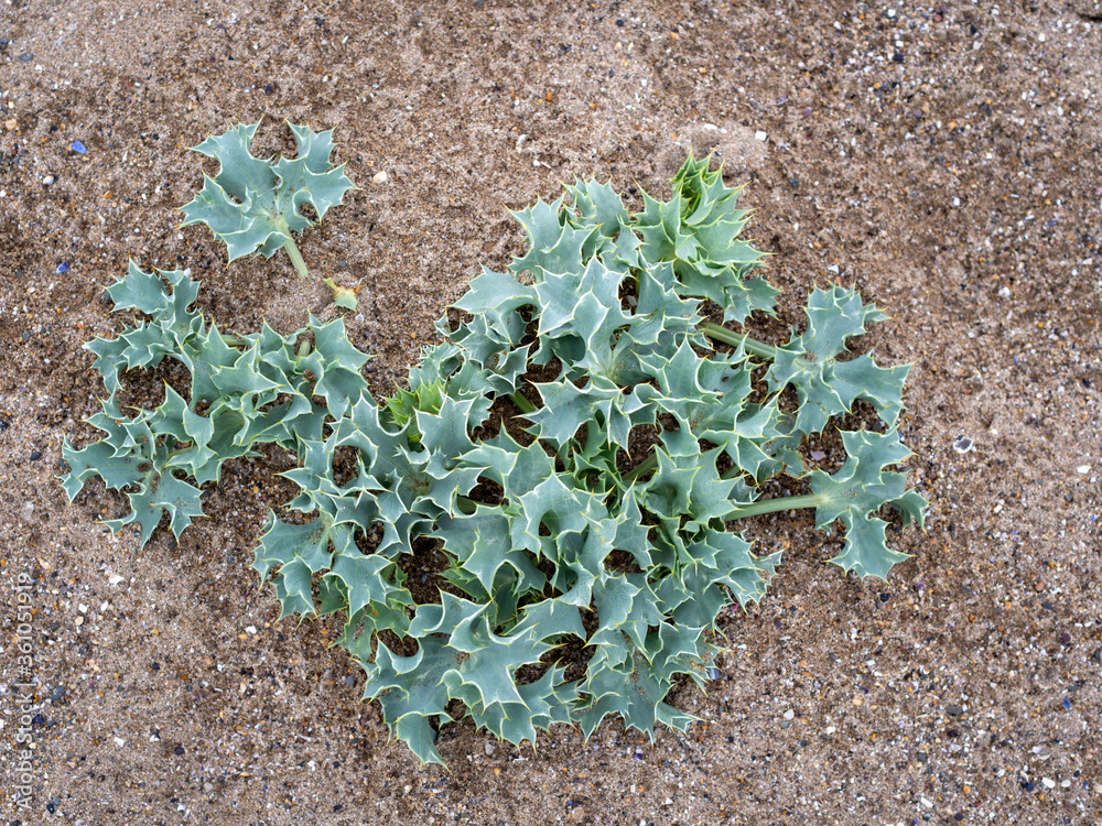 Sea holly aka Eryngo plant in dunes. Eryngium maritimum. Historical ...