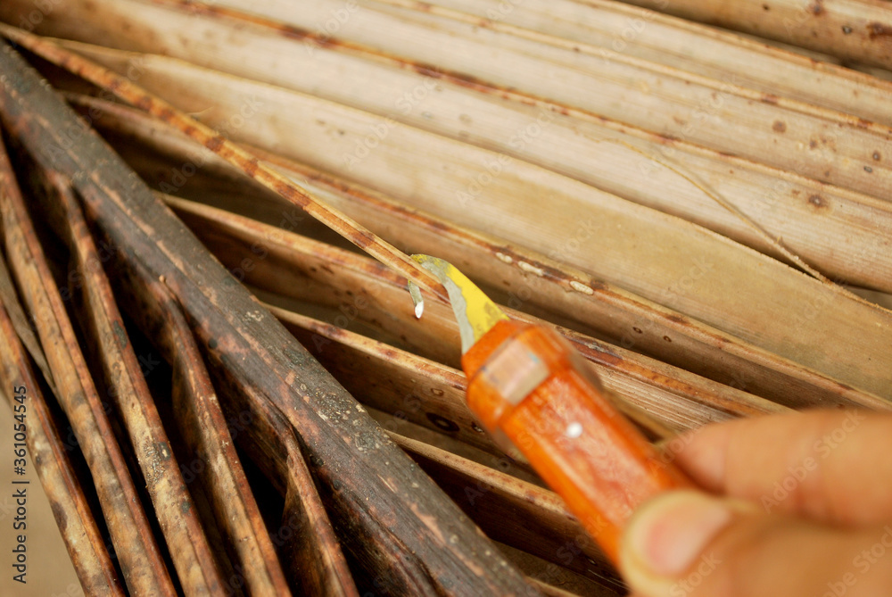 How to choose the way of coconut grove. How to cut the coconut tree ...