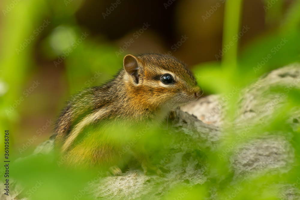 Eastern small chipmunk - baby on the state park in Wisconsin, species ...
