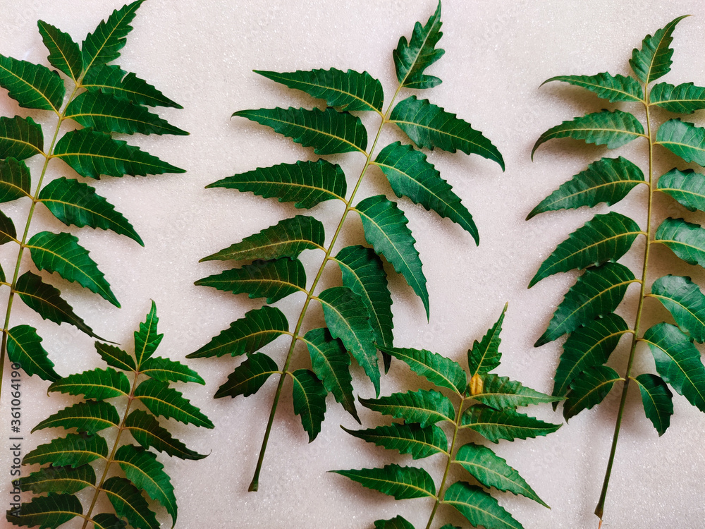 Five green neem leaves isolated on white background. Daylight Stock ...