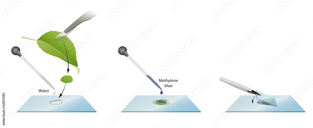How to prepare microscope slides for examination of leaf cells Stock ...