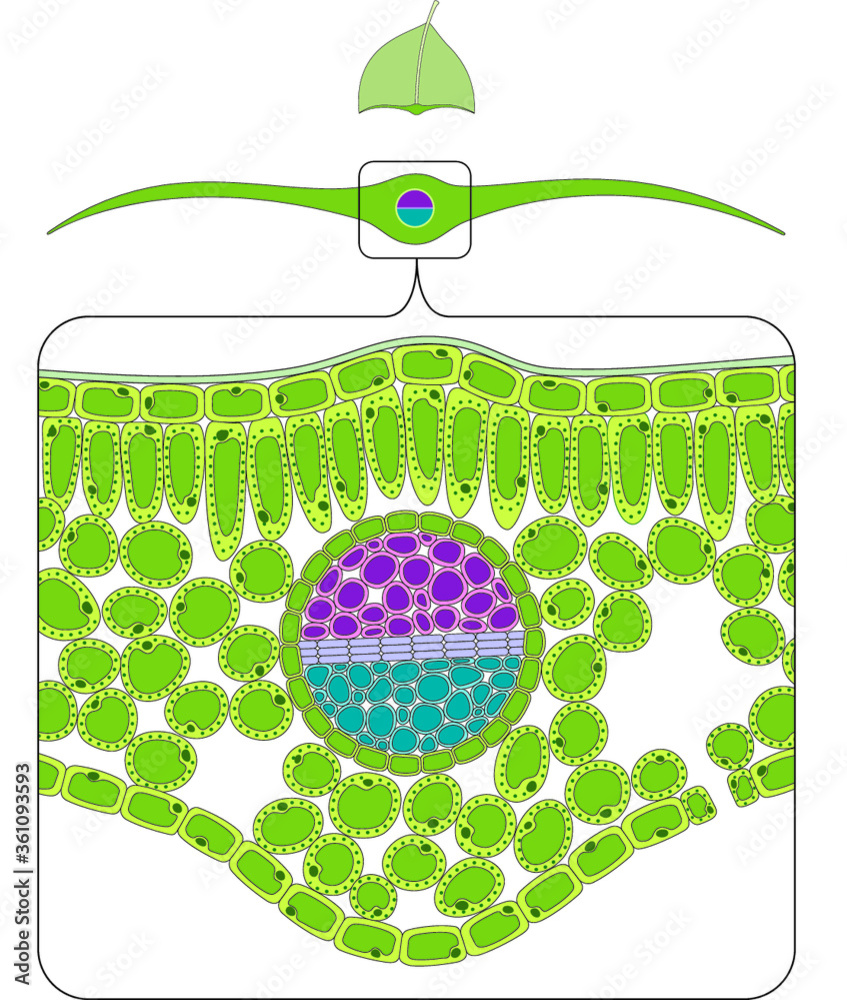 Cross Section of Leaf Diagram. Vector illustration Stock Vector | Adobe ...