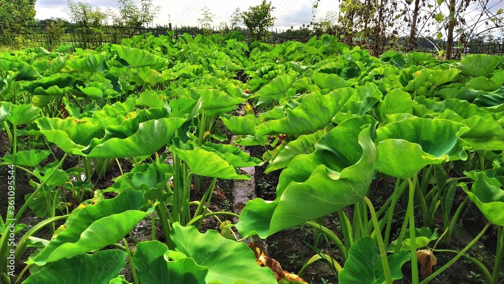 Some Colocasia plant largely known as Kachu patta or Taro Leaves Stock ...