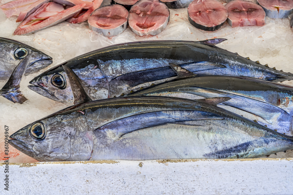 Tuna fish market. Sea ocean. Red fish on white ice background. Sea ...