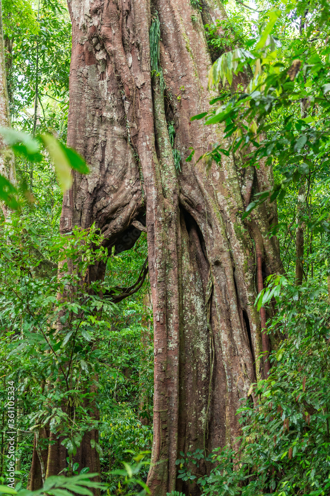 Large weeping fig in the Gunung Leuser National Park on the island of ...