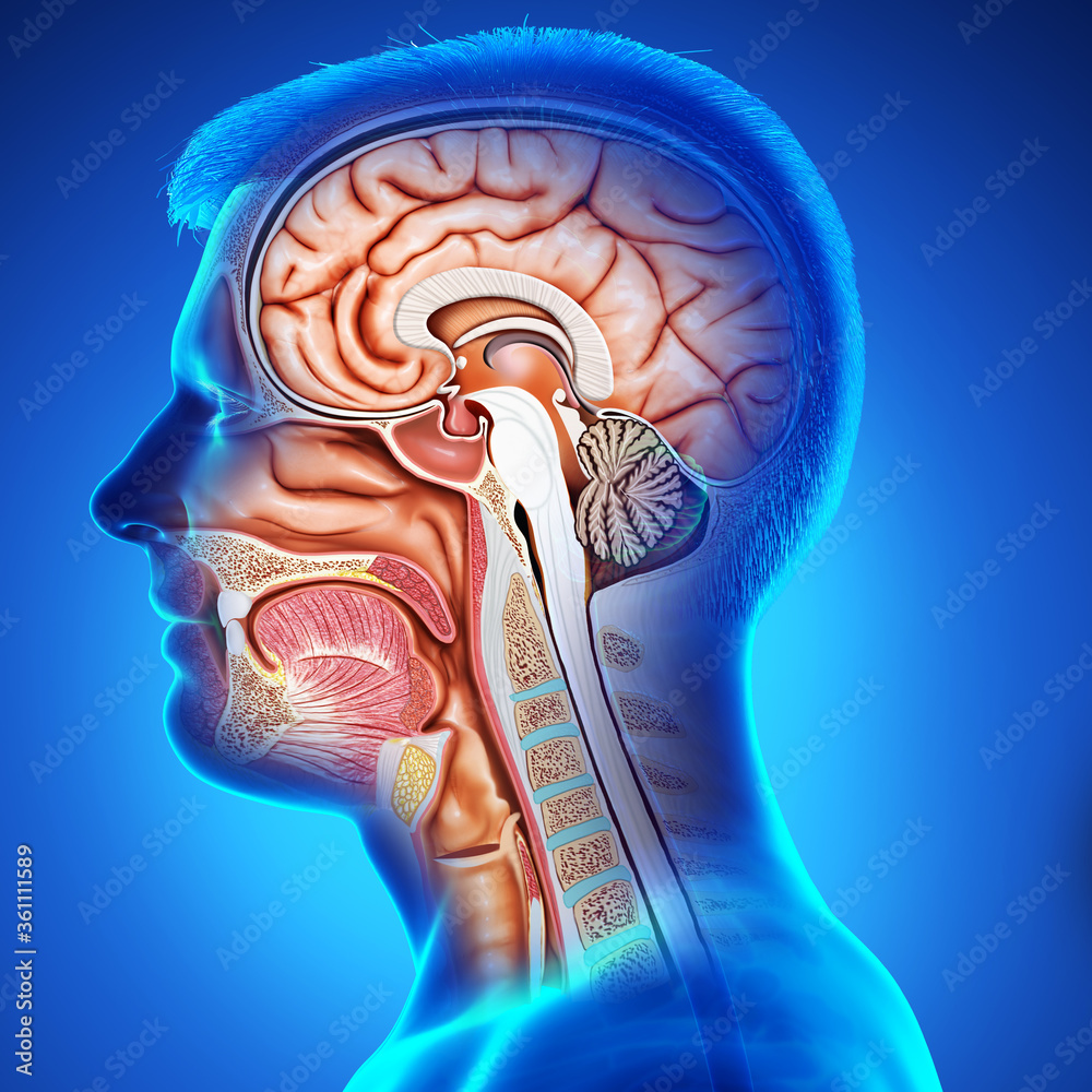 3d rendered, medically accurate illustration of Cross section of male ...