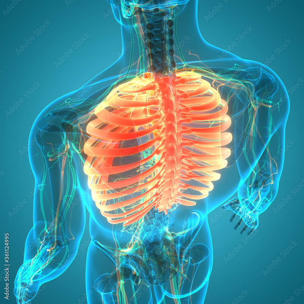 Human Skeleton System Thoracic Skeleton Anatomy Stock Illustration ...