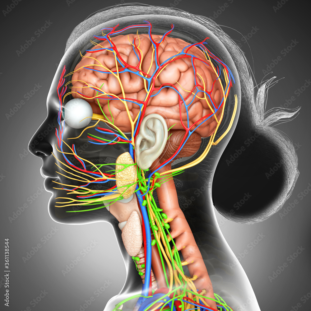 3d rendered medically accurate illustration of a female brain anatomy ...