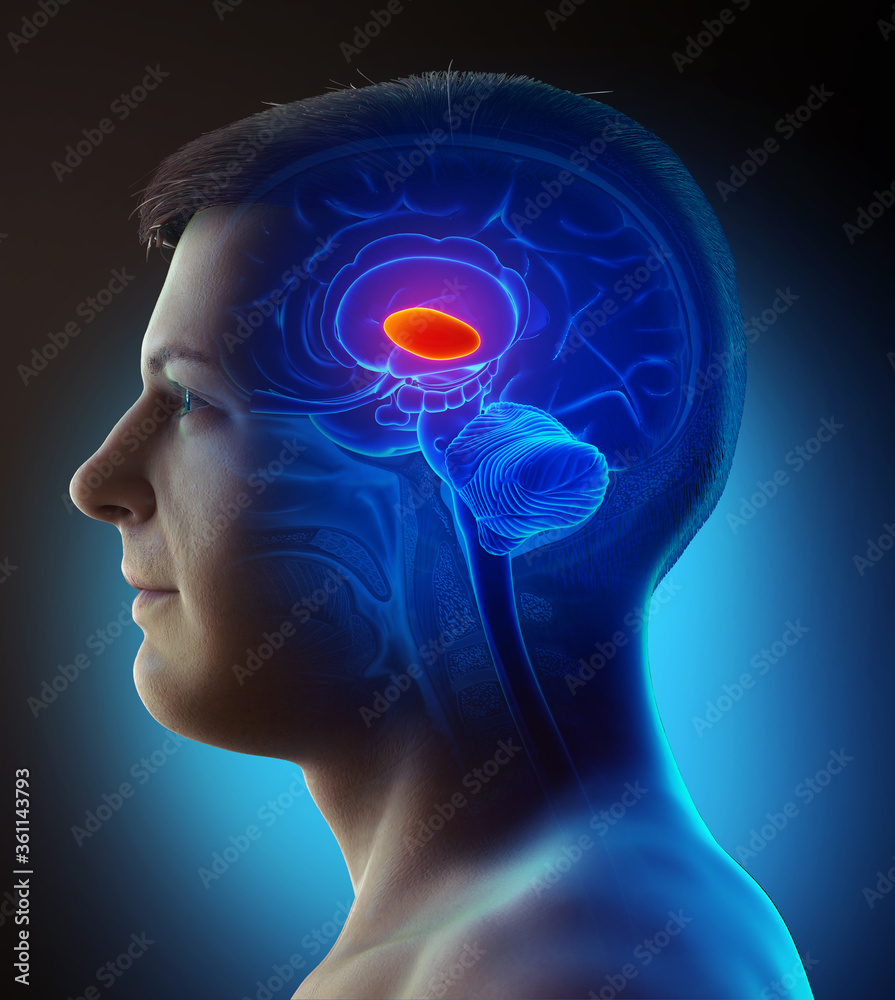 3d rendered medically accurate illustration of a male brain anatomy ...
