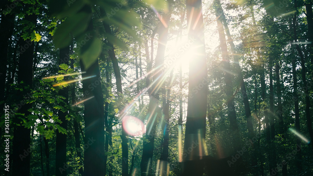rays of sun breaks through green foliage of forest. Light spectrum ...