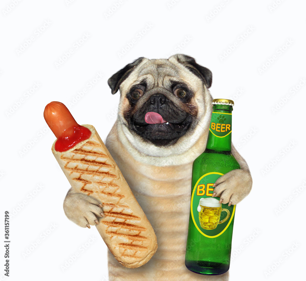 The pug dog is eating a hot dog and drinking beer from a bottle. White ...