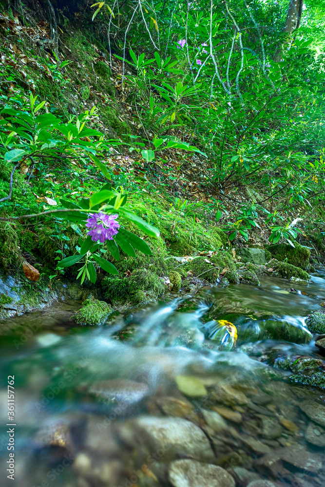 Foto de Periwinkle in Nature park Strandja. Protected areas and nature ...
