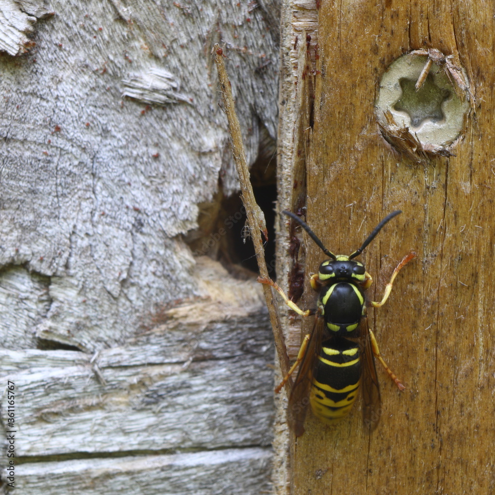 German yellow jacket (vespula germanica) guarding the nest opening in ...