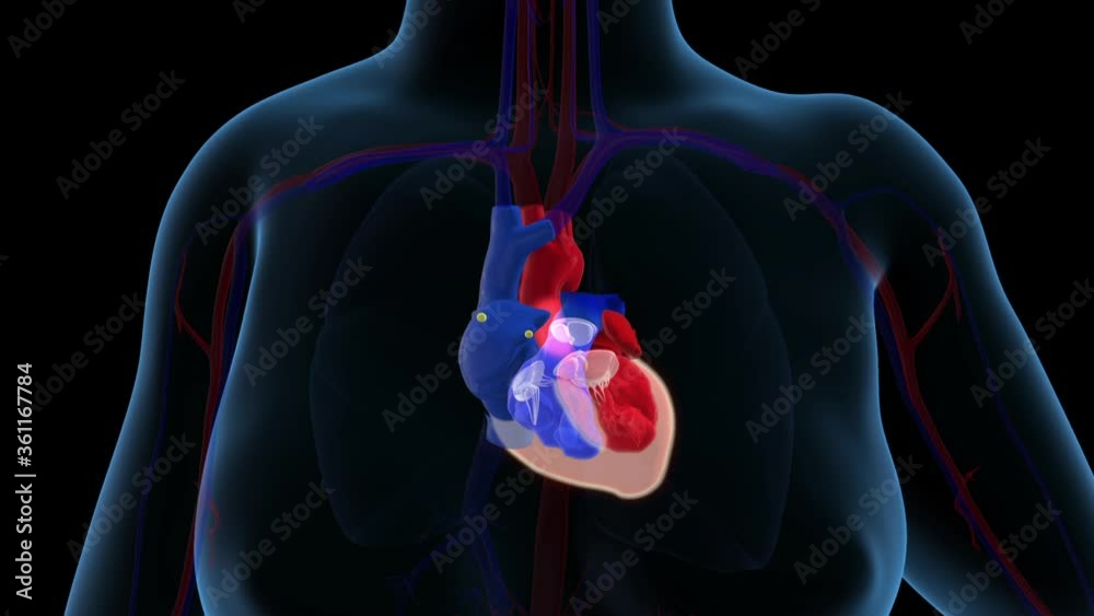 Rhythmical contraction/ heart beating of a human heart caused by ...